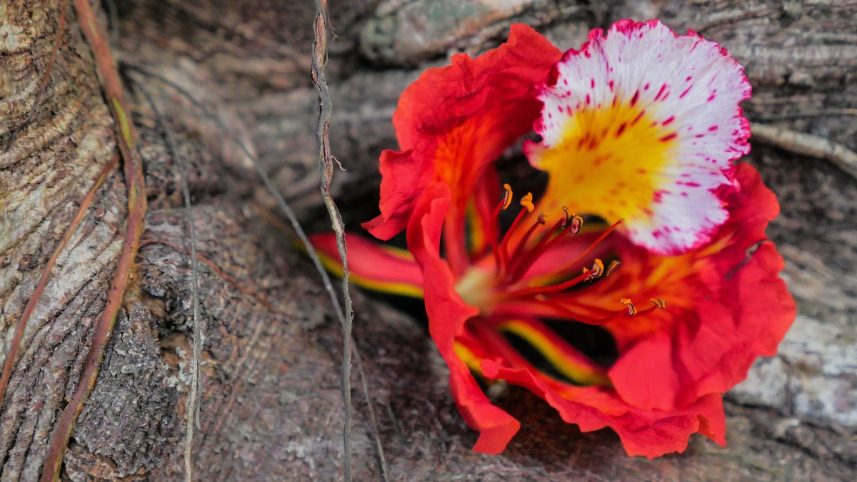 Tổng hợp 50+ hình ảnh hoa phượng đẹp gắn liền với mùa hè